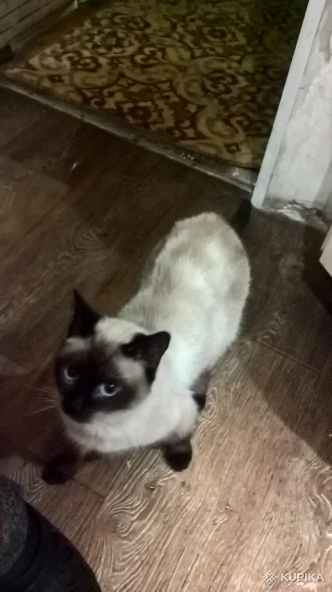 сиамские котята, Вся Беларусь, 232574